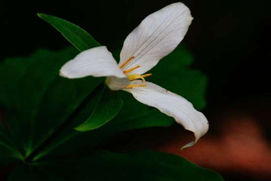 What Adventists Believe About the Trinity - AskAnAdventistFriend.com